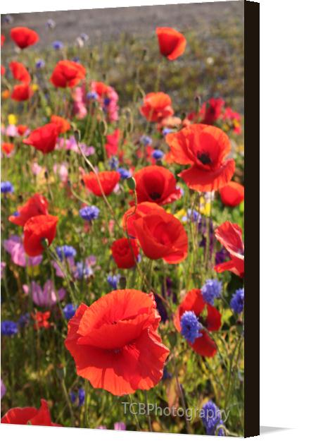 Flanders Poppies by TCBPhotography