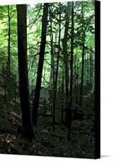Digital Painting of Forrest Trees by Nature Studio
