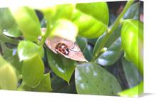 Lady Bug chill by Murdoq's Photography