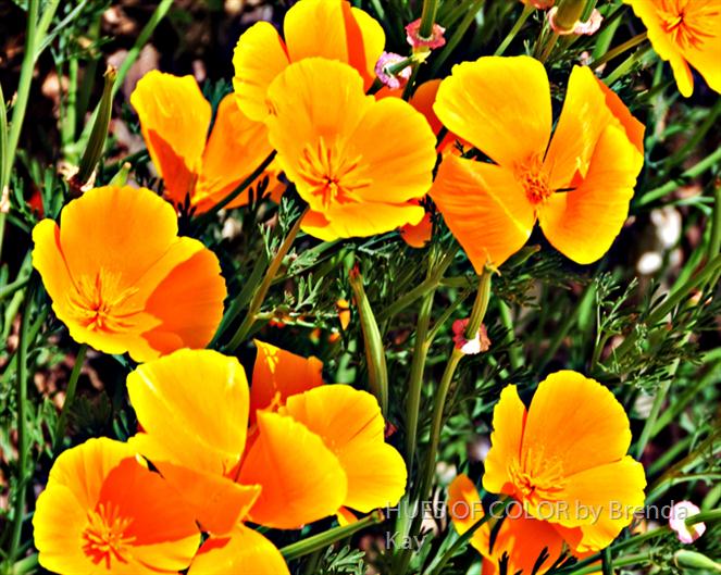 "California Poppy Cluster" by HUES OF COLOR by Brenda Kay
