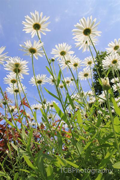 Daisies #1 by TCBPhotography