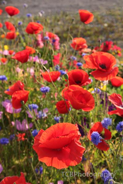 Flanders Poppies by TCBPhotography