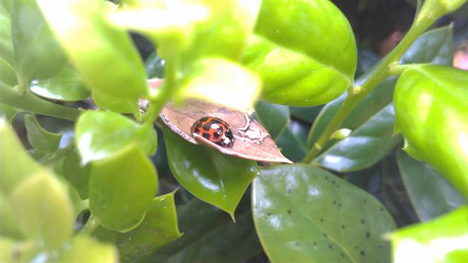 Lady Bug chill by Murdoq's Photography