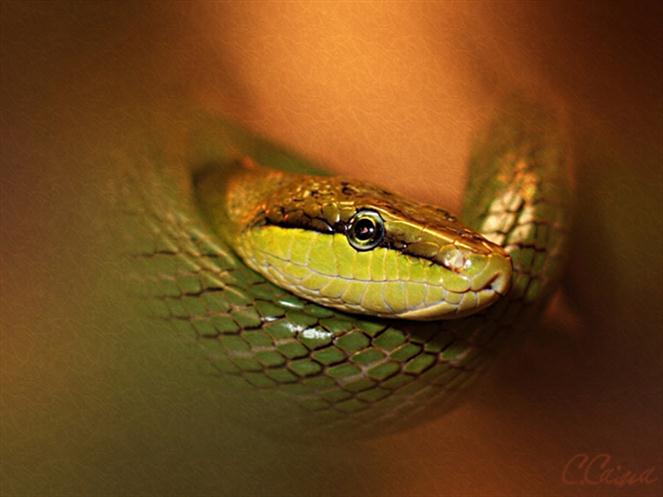 Snakeportrait by Photography Christoph Caina