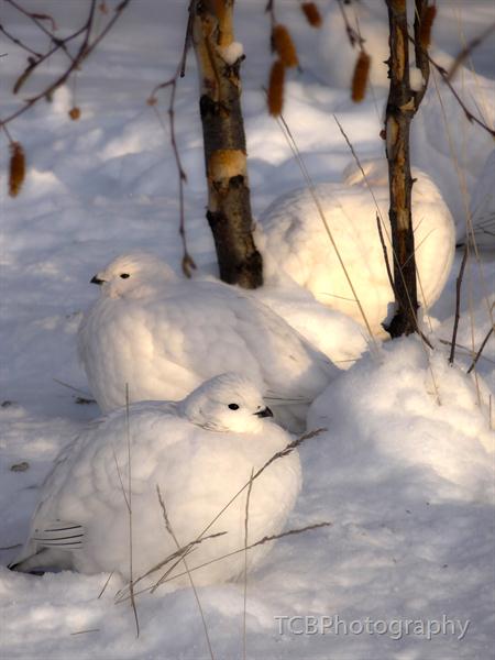 Willow Ptarmigans by TCBPhotography