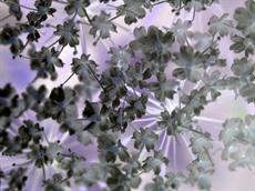 Ephemer flower by Dia'n Art